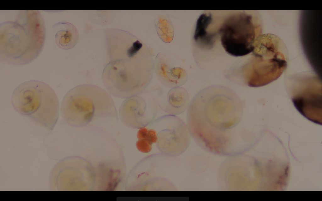 Climate change under the microscope – Dive In! Protecting Our Ocean